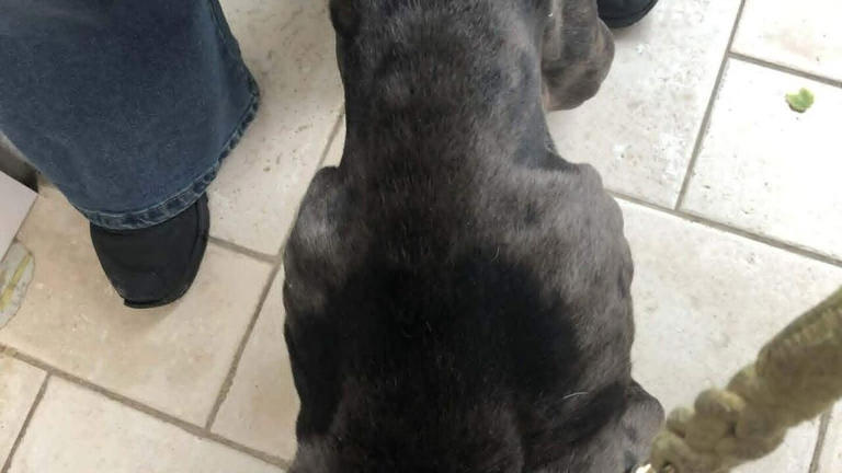 Dierenopvang gechoqueerd door zwaar verwaarloosde hond in Ronse: "Een ...