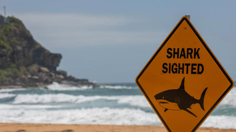 Dertiger doodgebeten door 5 meter lange witte haai in Australië