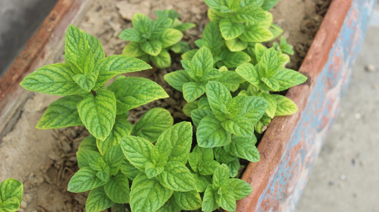How to repel carpenter bees using a fragrant plant they can't stand