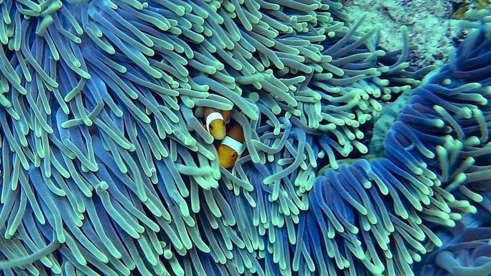 Coral reefs as warning beacons for ocean health