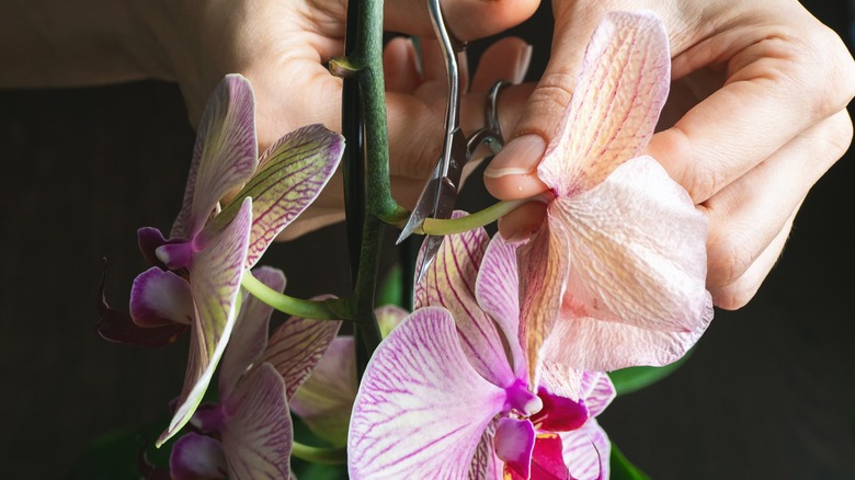 How to make your orchid bloom again