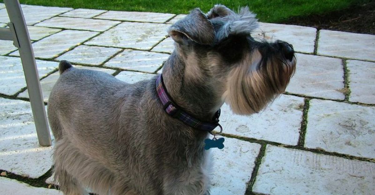 14 surprisingly healthy dog breeds that seem built to avoid major problems
