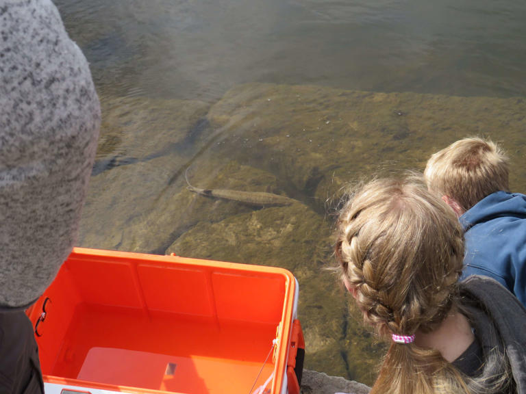 Michigan’s ancient lake sturgeon are showing signs of a comeback