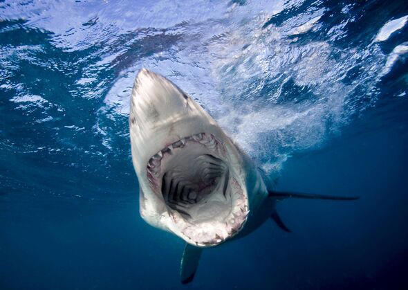 Swimmer mauled to death in fatal great white shark attack by popular