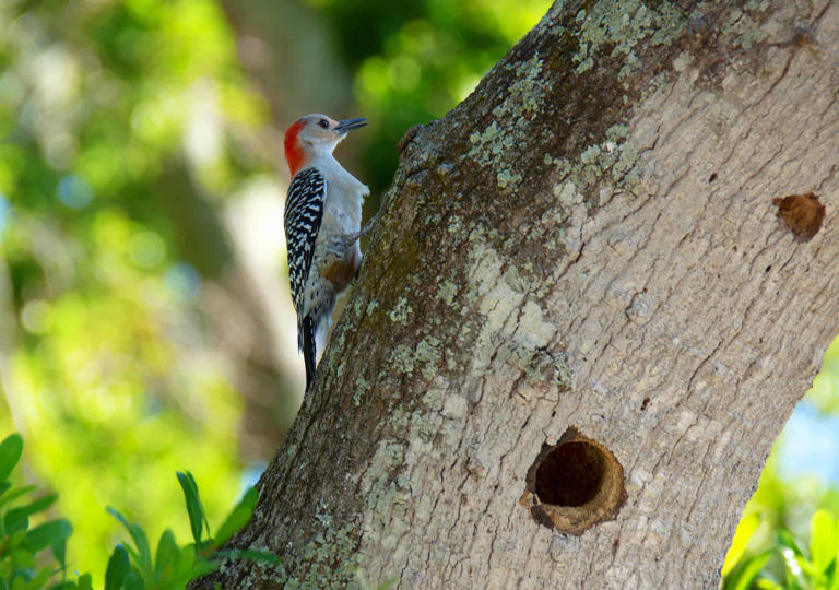 The bird whose tongue wraps around its brain