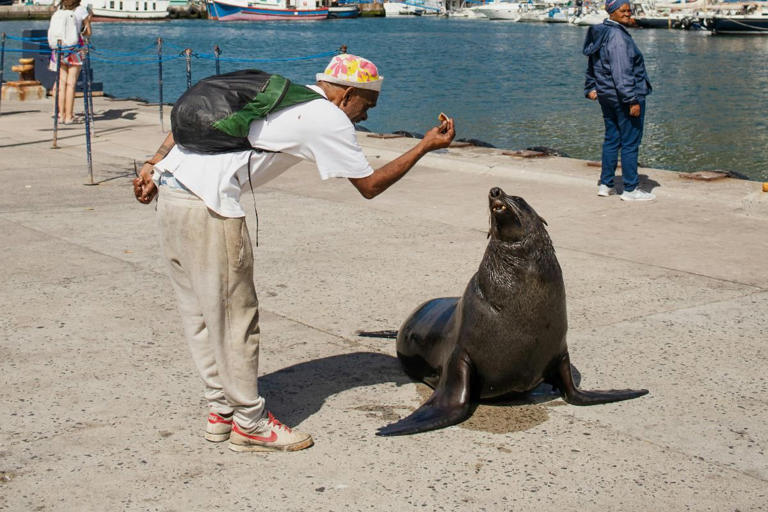 Two men convicted for feeding, exploiting Cape fur seals