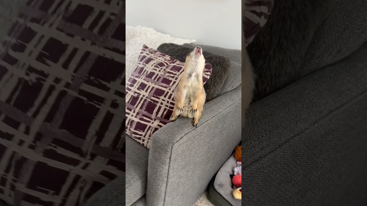 This prairie dog’s morning wahoo is the perfect wake-up call