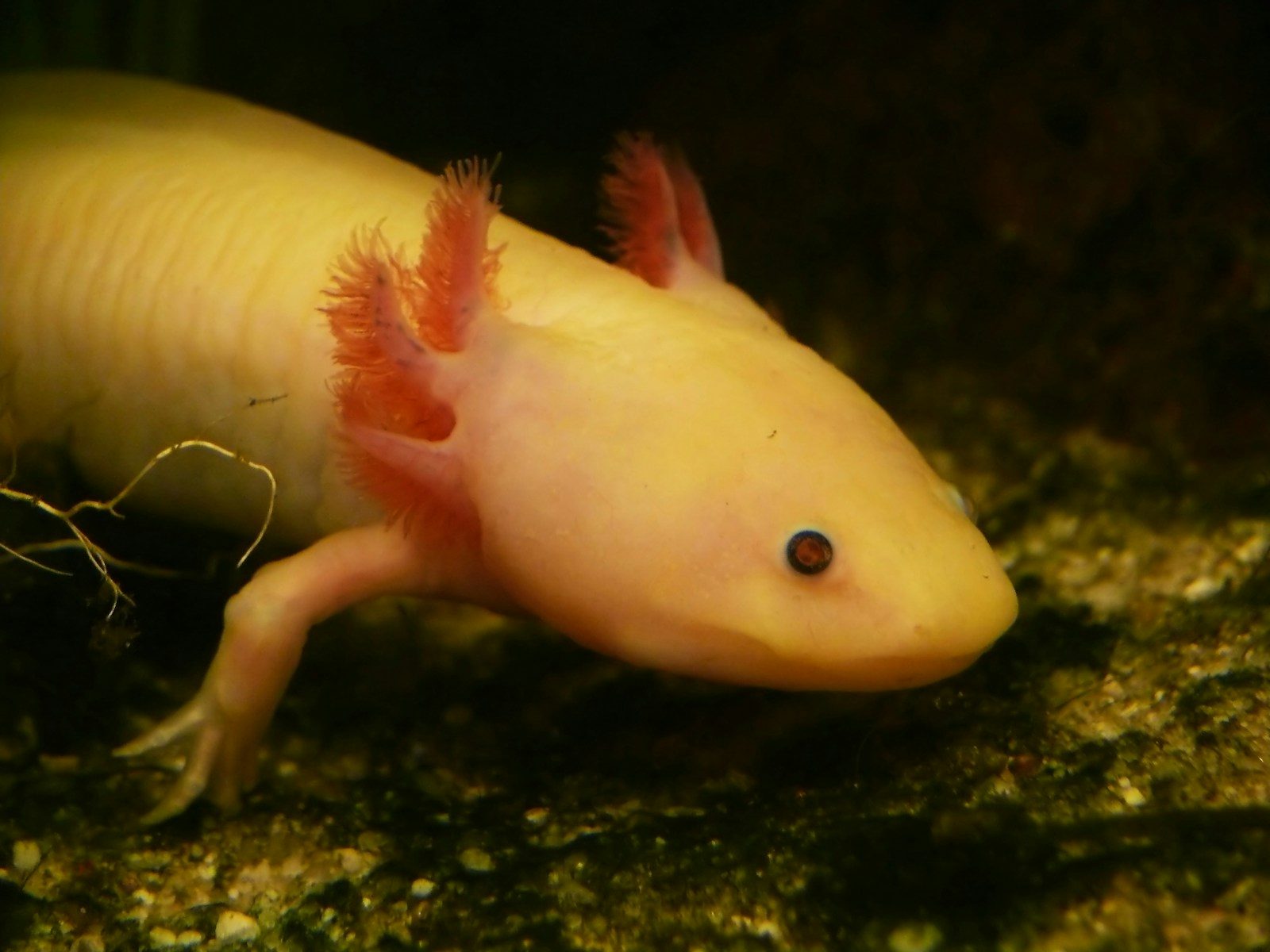 Exotic animals that look straight out of a fantasy movie