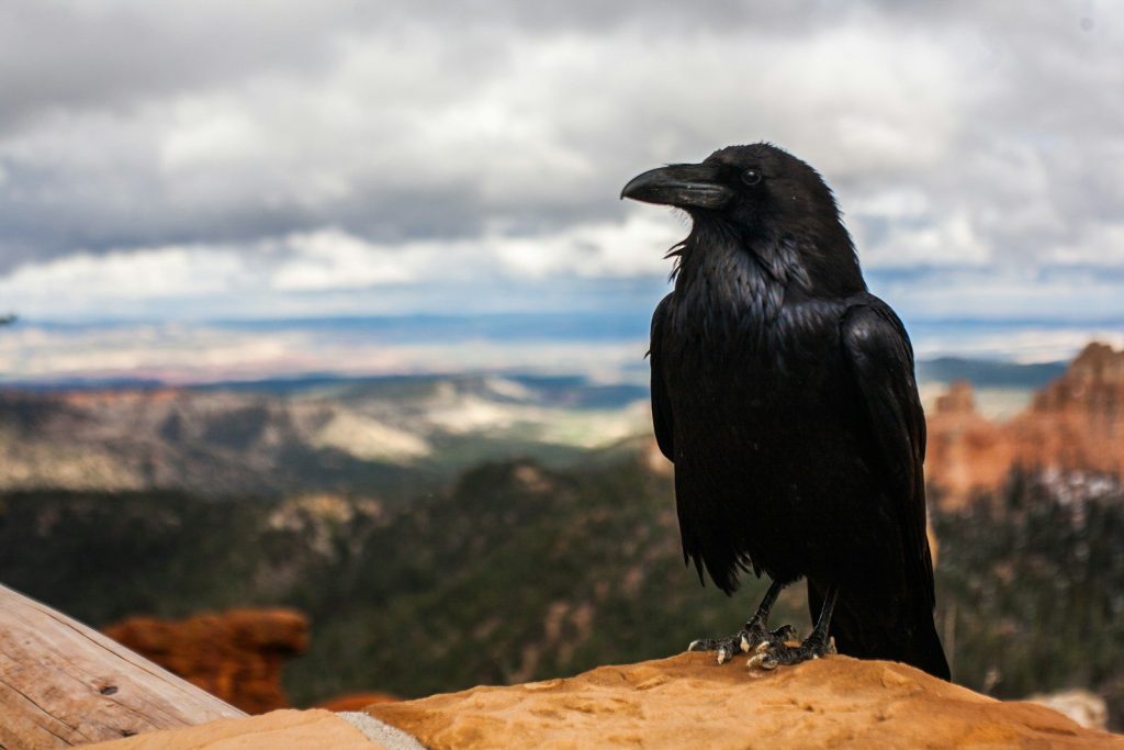 Birds you never want flying near your yard