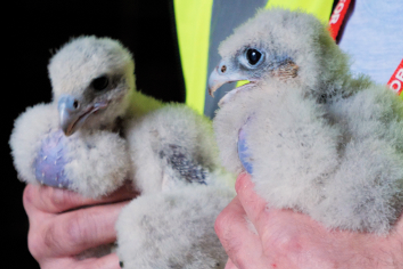 Glaswegians asked to name adorable peregrine falcon chicks