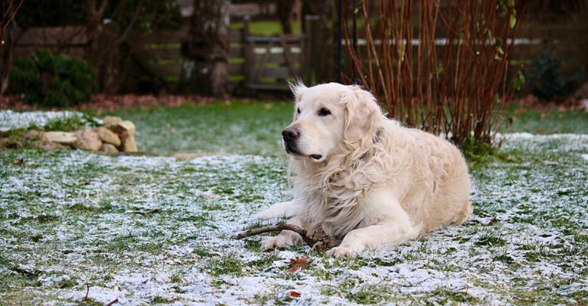 13 extraordinary working dogs that react before commands are even given