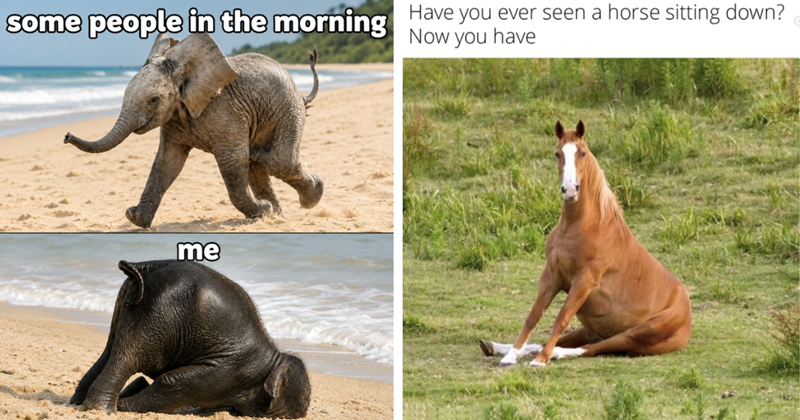 21 sweet elephant and horse memes for gentle giants