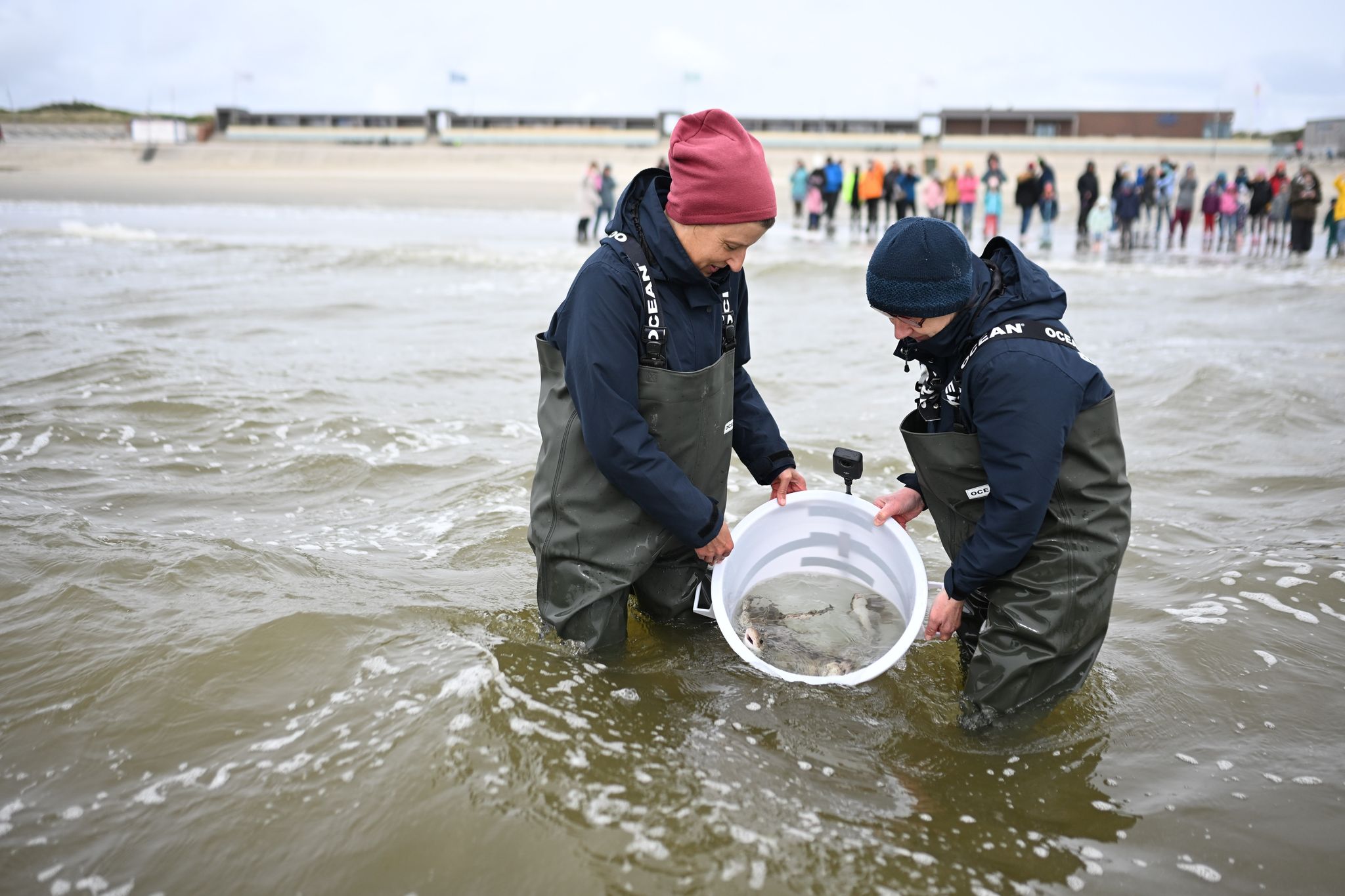 Hai-Alarm vor Borkum? Mini-Katzenhaie werden ausgewildert