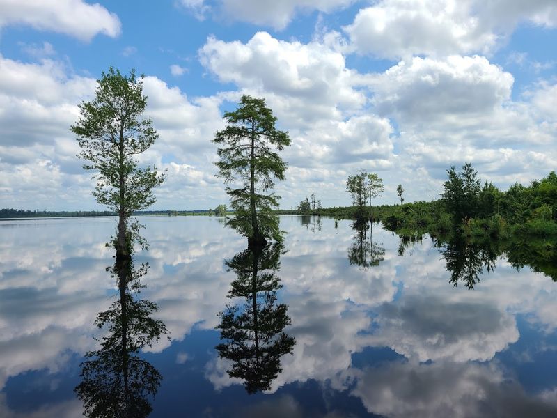 The Virginia swamp and its mysterious lake hide an ancient Native ...