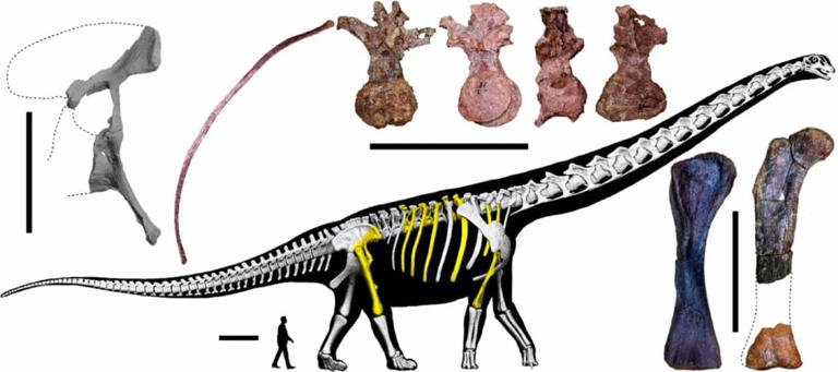 Scientists dig up a 90-foot giant dinosaur in Thailand that could crush ...