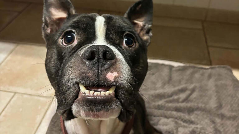 Dierenopvang gechoqueerd door zwaar verwaarloosde hond in Ronse: "Een ...