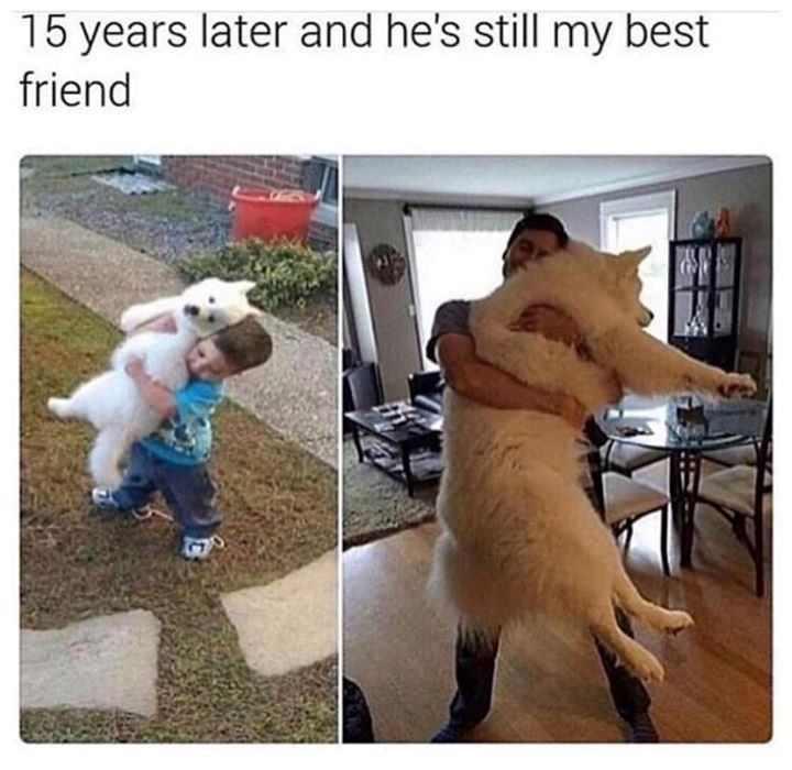 33 funny dog memes full of good boys and girls