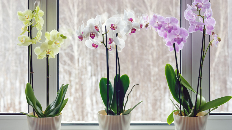 How to make your orchid bloom again