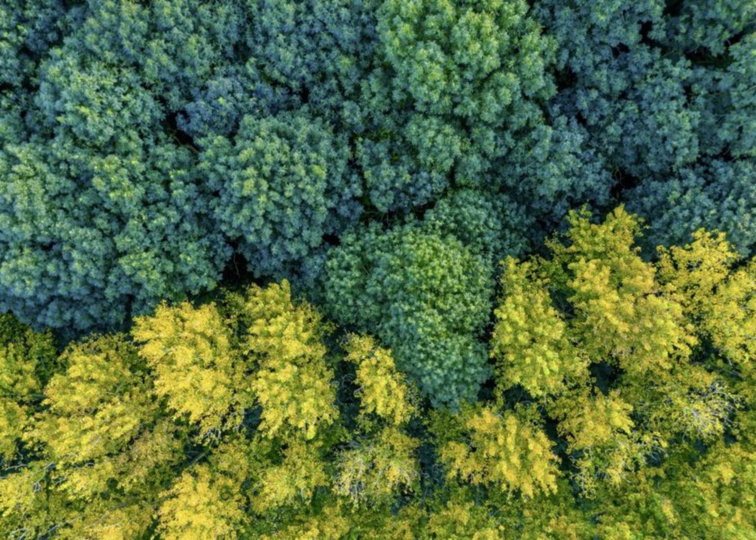 ‘Milestone moment’ celebrated as 300,000 trees planted in Belfast as ...