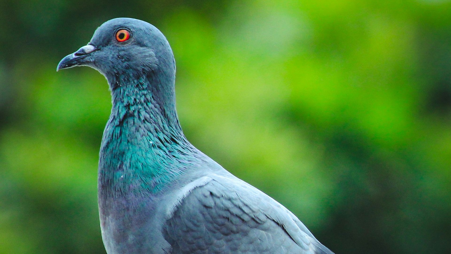 10 animals humans ate into extinction & 10 we nearly lost