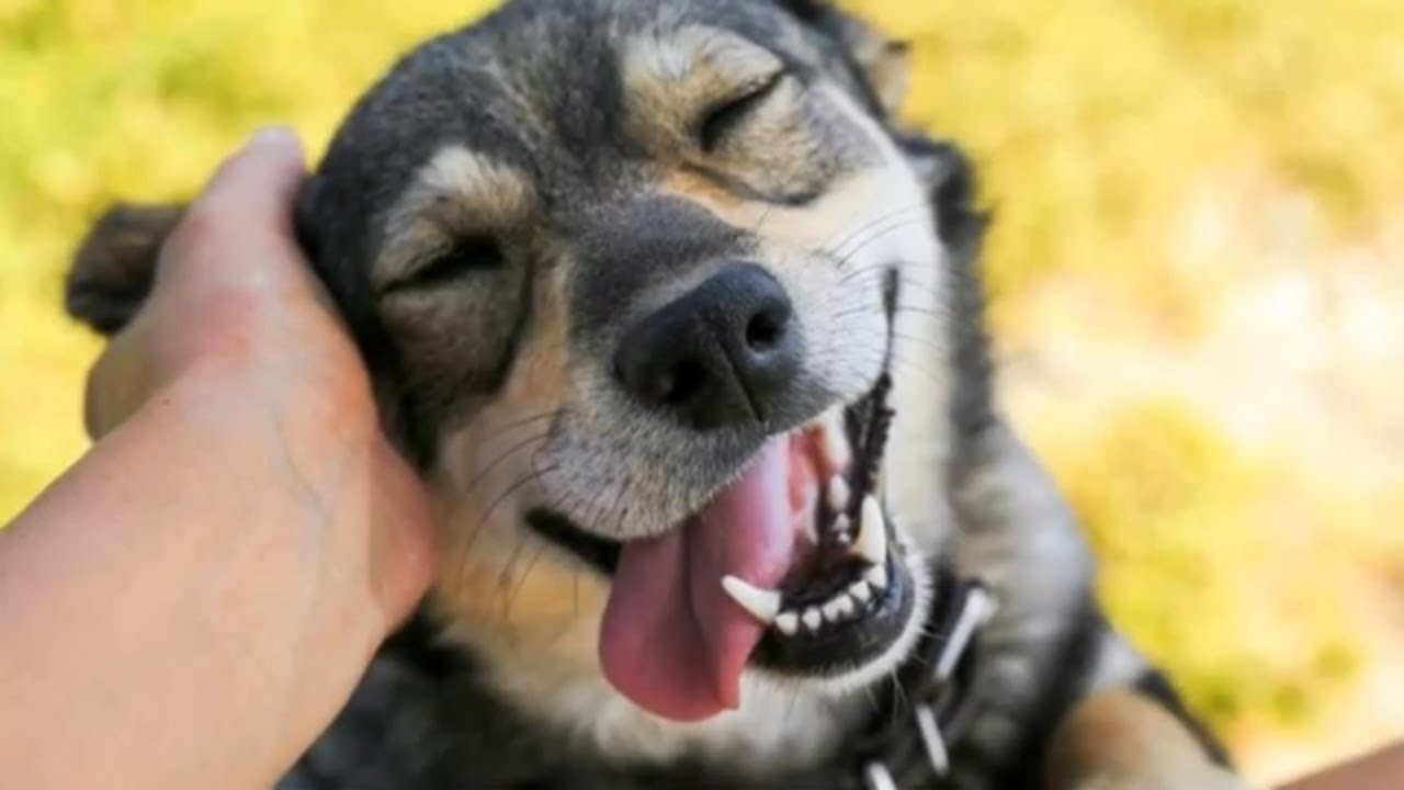 How do I know if my dog is happy? 6 signs of a happy dog