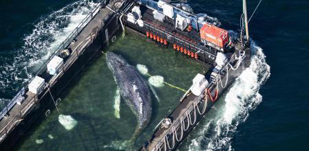 Hallan muerta a Timmy, la ballena que permaneció varada en la costa ...
