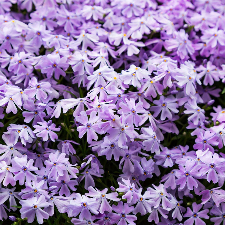 6 tiny fast-growing perennial flowers that cover bare soil and fill ...