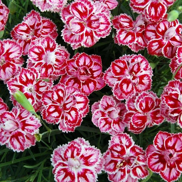 6 tiny fast-growing perennial flowers that cover bare soil and fill ...