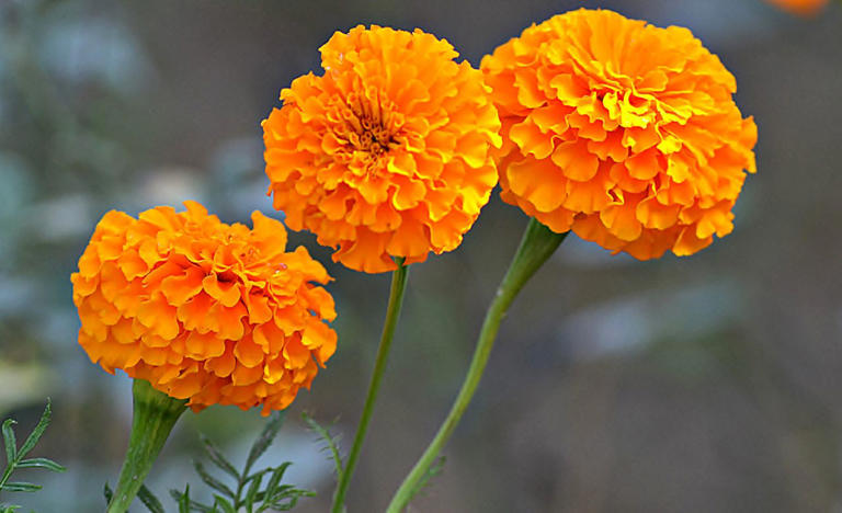 8 fast-growing flowers to fill your garden with instant color