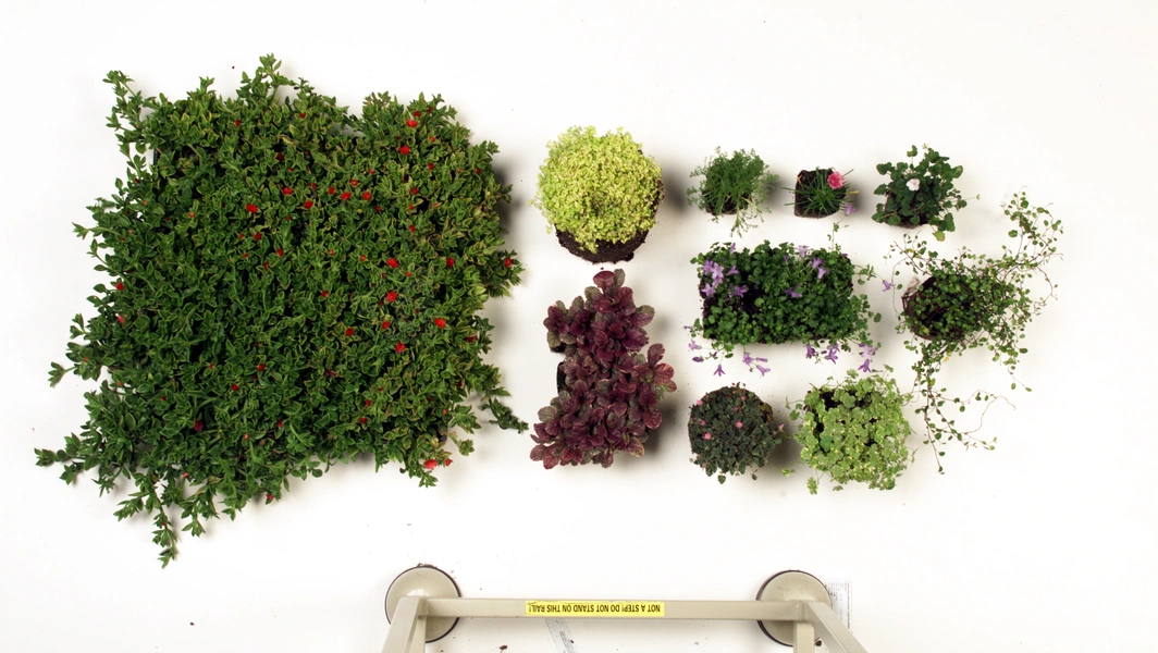 Experts share low-maintenance ground covers that boost soil health