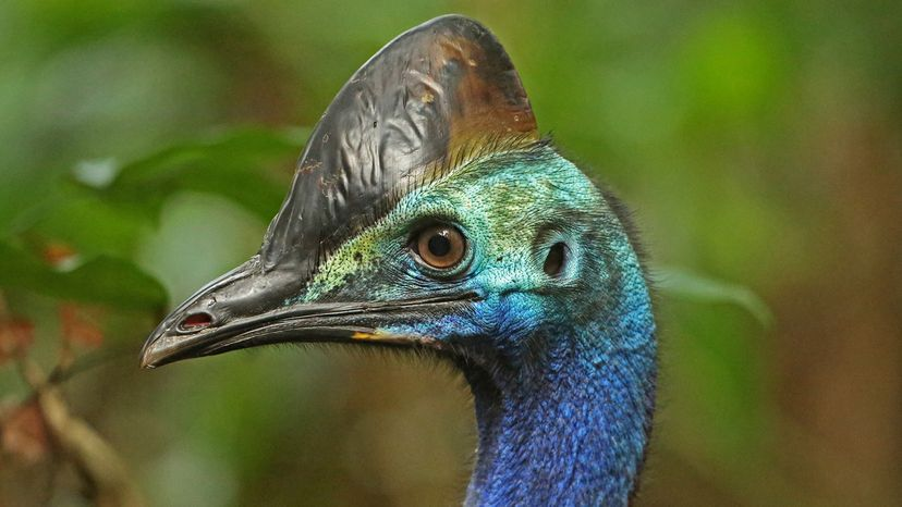 This is the most dangerous bird in the world and yes, they do kill humans