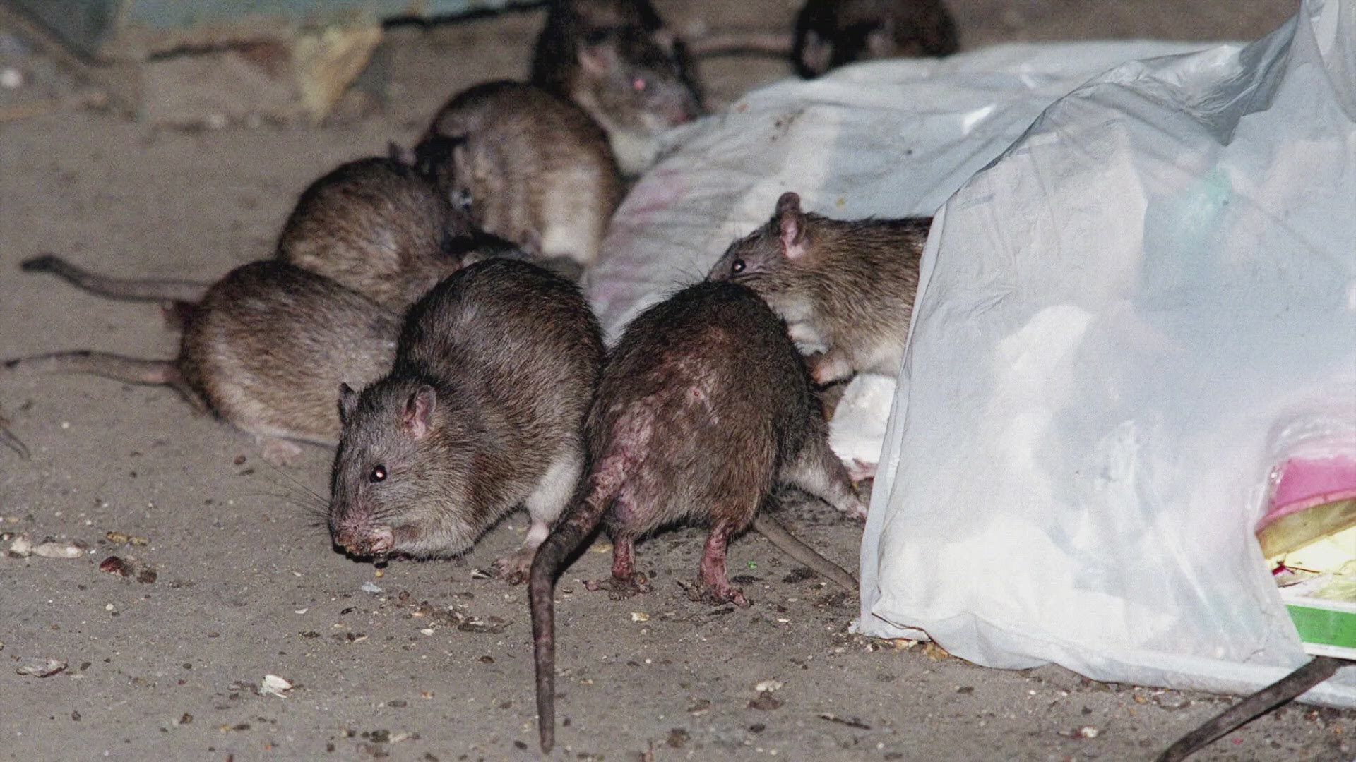 Latest headlines | Deadly hantavirus case confirmed in Douglas County