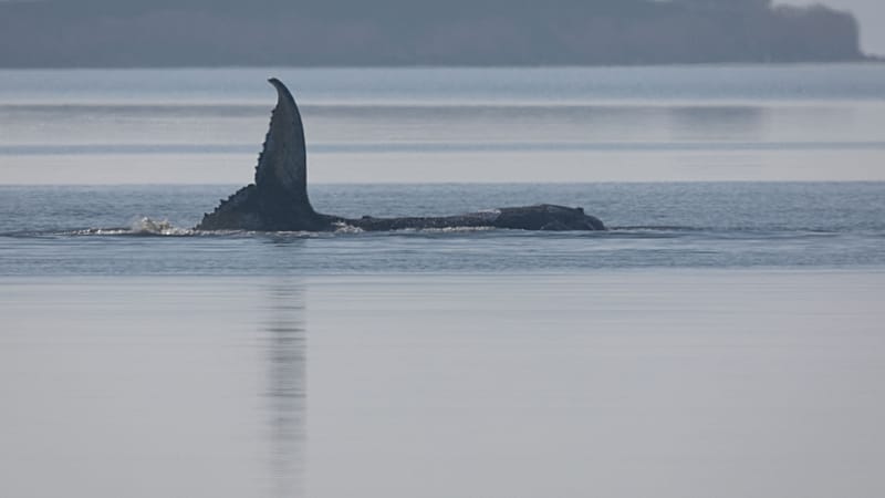 Whale Timmy is dead, GPS tracker confirms identity