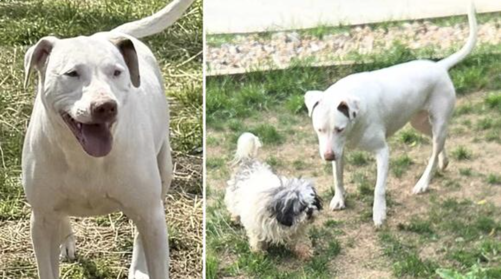Loving dog looking for new home after owner can no longer care for her