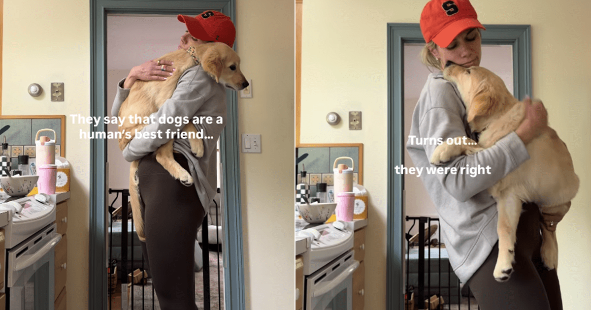 Golden retriever puppy knows there's no safer place than mom's arms