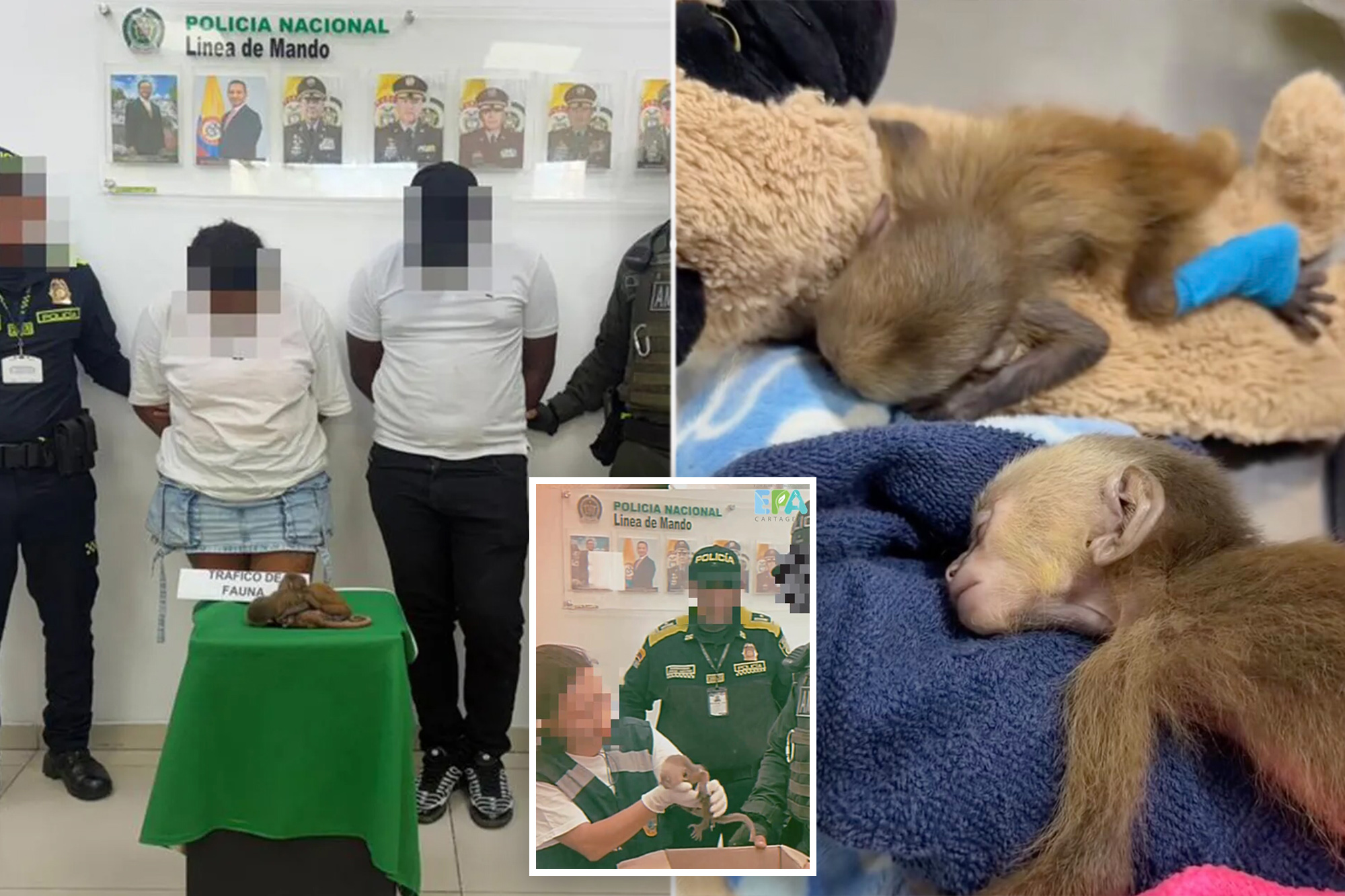 Couple allegedly stuffed 3 monkeys in their underwear in sick smuggling ...