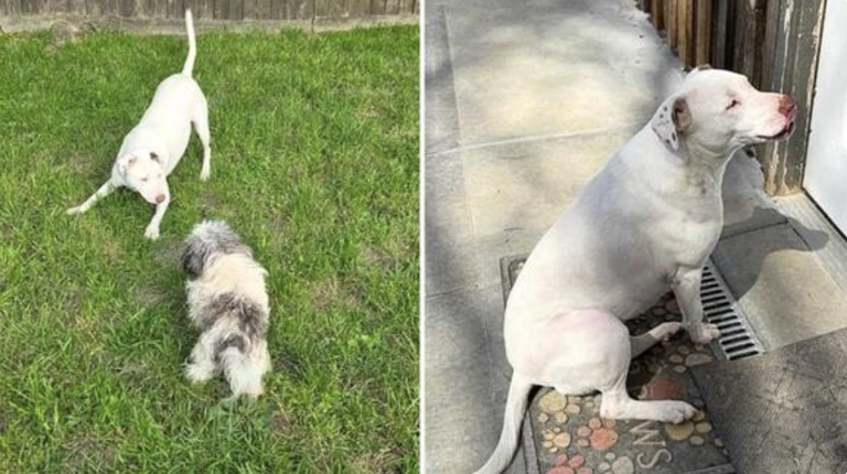 Loving dog looking for new home after owner can no longer care for her