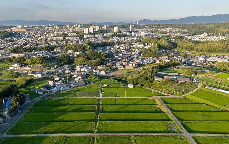 Studies link Japanese diet and pigmented rice to health gains