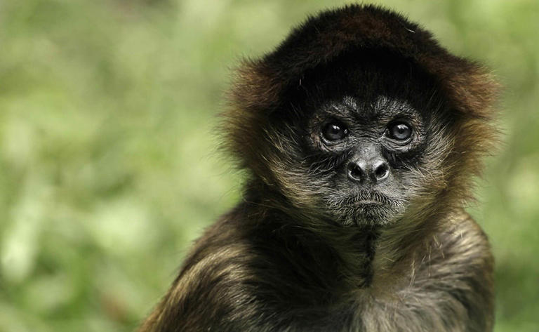 Activan protocolo de atención a monos mexicanos por altas temperaturas ...