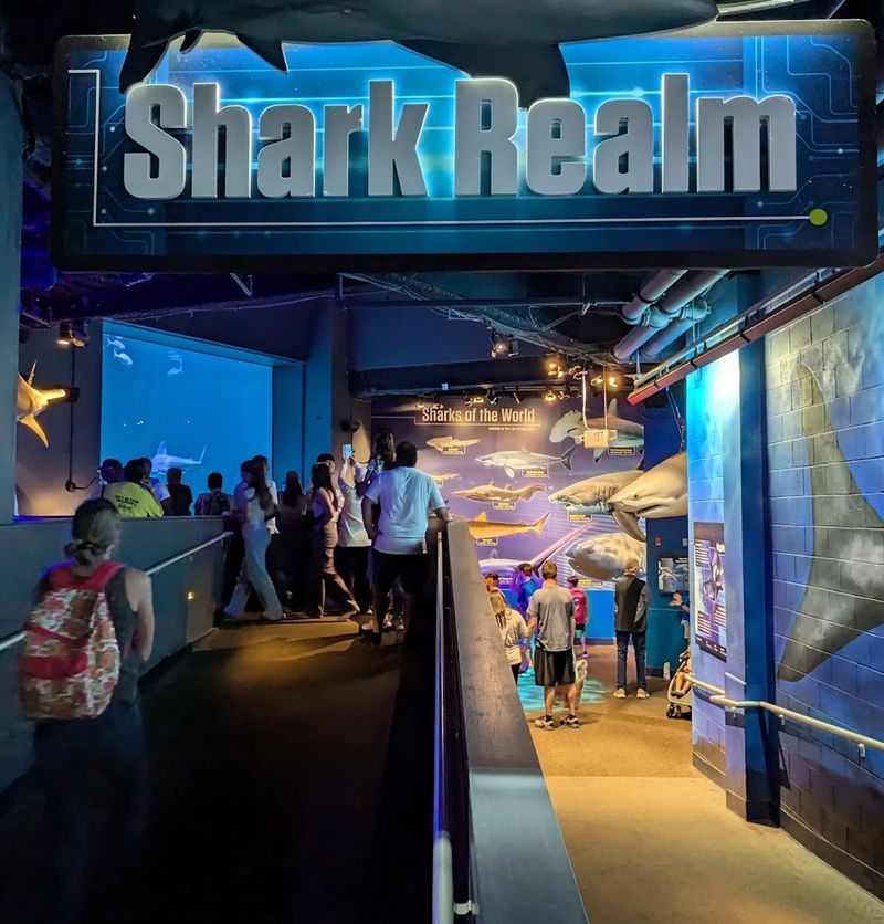 This rope-suspension shark walk in New Jersey feels like the ultimate dare