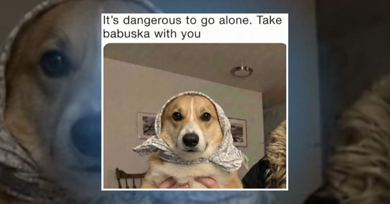 Cute dog memes to start the day with a woosh of canine whimsy