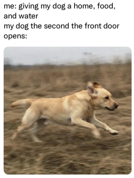 Cute dog memes to start the day with a woosh of canine whimsy