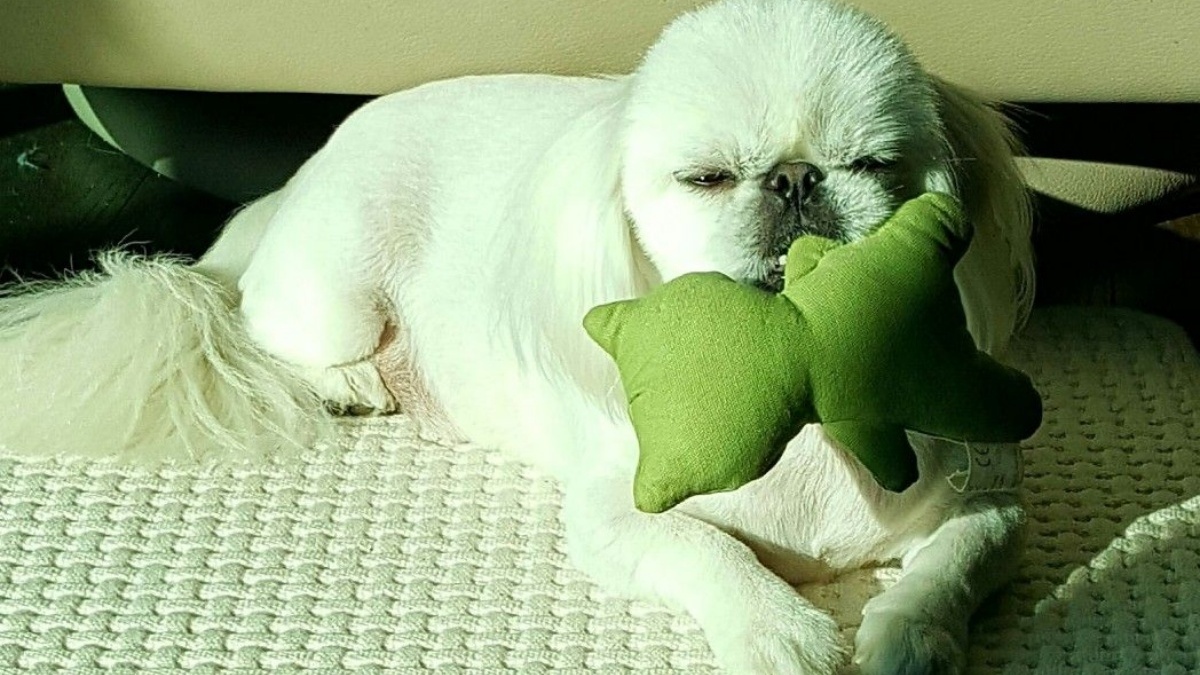 14 small dog breeds known for their affection and attachment, according ...