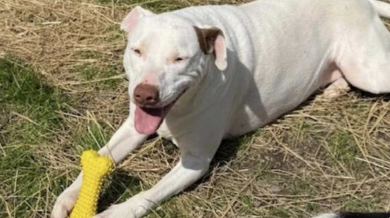 Loving dog looking for new home after owner can no longer care for her
