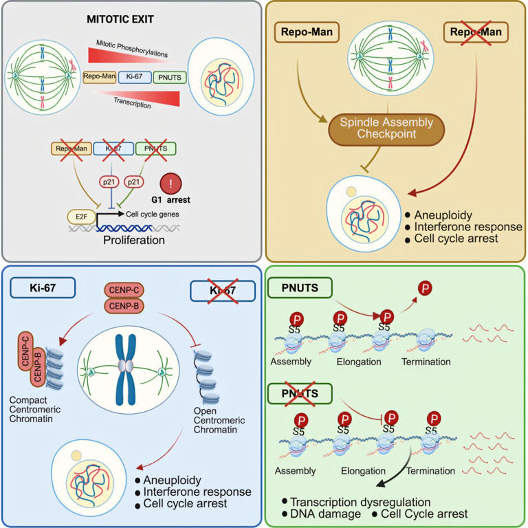 Common cancer protein may be therapeutic target, study finds