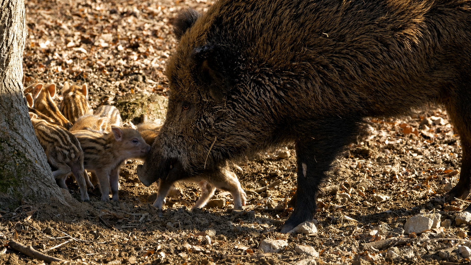 This protective mother boar didn’t notice the hidden camera