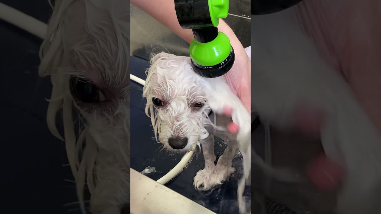 From matted mess to fluffy best: Maltese's incredible grooming ...