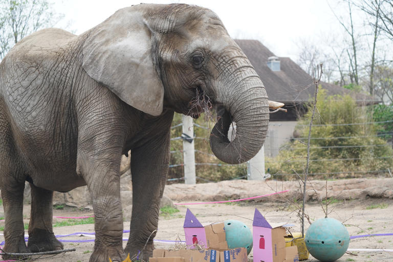 Topeka Zoo announces the passing of Tembo the elephant