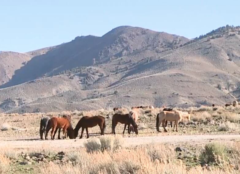 BLM removes more than 1,000 horses in gather horses