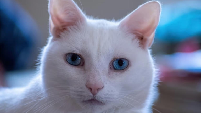 Señales de que tu gato podría estar viviendo su última vida